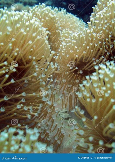 Soft Coral Polyps Stock Image Image Of Reef Great 256006101