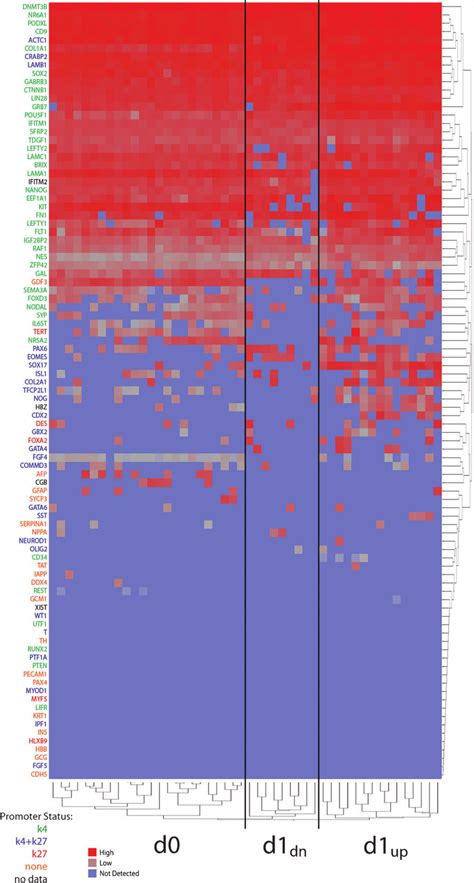 Hierarchical Clustering Of Single Cell Expression Profiles Of
