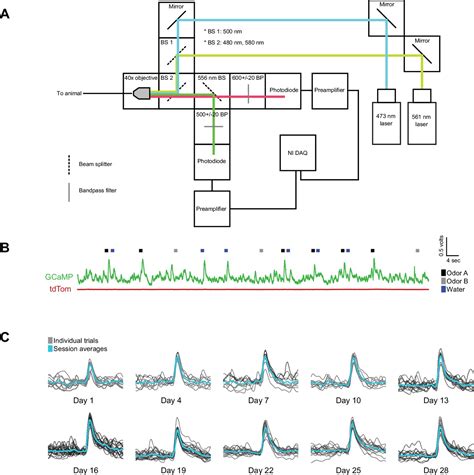 Figures And Data In Opposite Initialization To Novel Cues In Dopamine Signaling In Ventral And