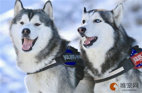 捷克狼犬贵吗 多少钱一只 唯宠网