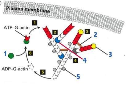Cytoskeleton BIOL Exam Flashcards Quizlet