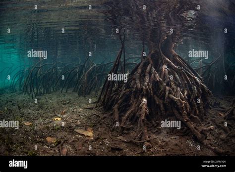 Mangrove Roots Stretch Underwater Supporting Trees Above The Waterline
