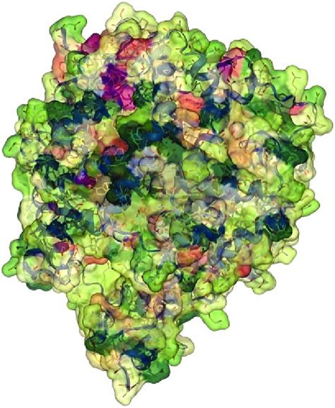 3d Representation Of The Receptor Preparation Process Of Ace2 Receptor