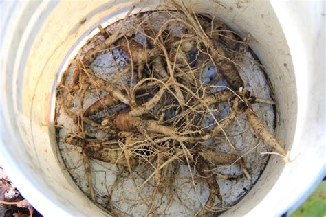 Ginseng Gold The Hidden World Of The American Ginseng Root Civil Eats
