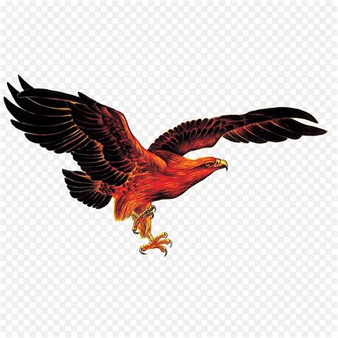 飞鹰PNG图片素材下载 图片编号qanwdgoe 免抠素材网