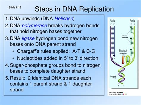 PPT DNA Structure And Replication PowerPoint Presentation Free Download ID