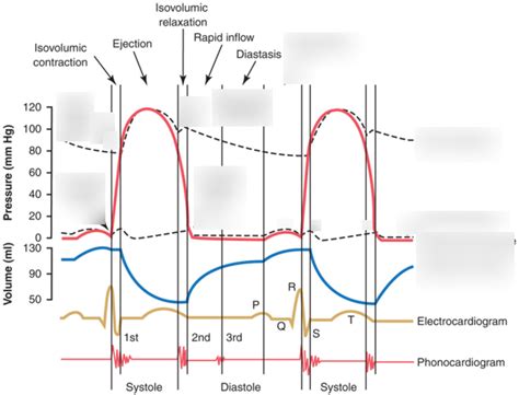 Diagram Of Cardiac Cycle Graph Quizlet Diagram Of Cardiac Cycle Graph Quizlet