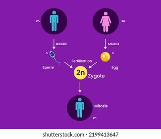 Human Sexual Reproduction Process Medical Infographic Stock Vector Royalty Free