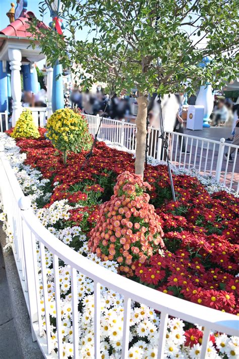ミッキーカラーの菊 舞浜植物図鑑