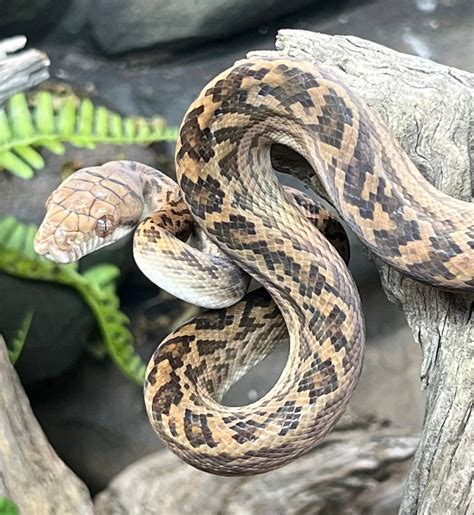 Scrub Pythons For Sale Pets Breeder