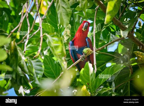 Papuan Eclectus Red Sided Eclectus Or New Guinea Eclectus Eclectus Roratus Raja Ampat