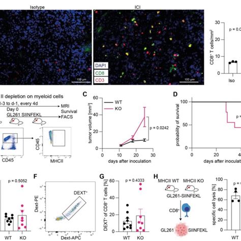 Myeloid Mhcii Expression Drives Cytotoxicity Of Tumor Reactive Cd8 T Myeloid Mhcii Expression Drives Cytotoxicity Of Tumor Reactive Cd8 T