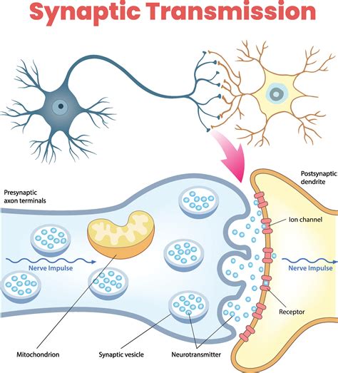 Illustration Of Synaptic Transmission Diagram 45993895 Vector Art At