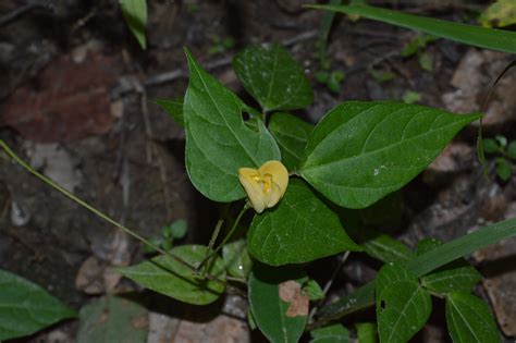Vigna Angularis Var Nipponensis Eflora Of India