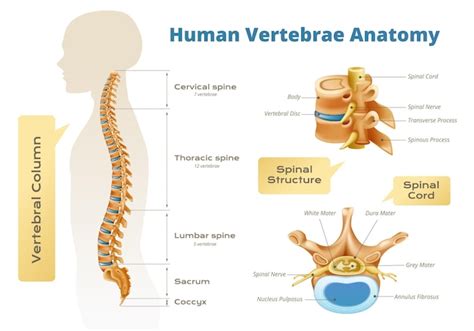 Premium Vector Vertebrae Spinal Cord Anatomy Infographics With Diagram Of Color Coded Spine