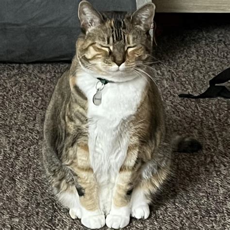 Do You Think Your Cat Reaches Nirvana Rcats