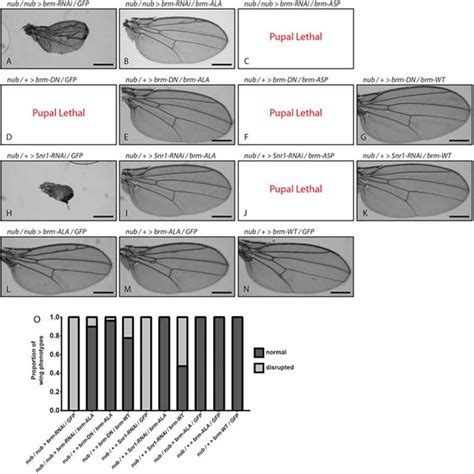Phosphorylation Of Drosophila Brahma On Cdk Phosphorylation Sites Is Important For Cell Cycle