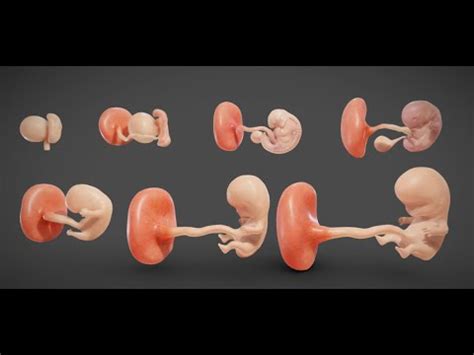 Reproductive System When Sex Follows Natures Plan YouTube