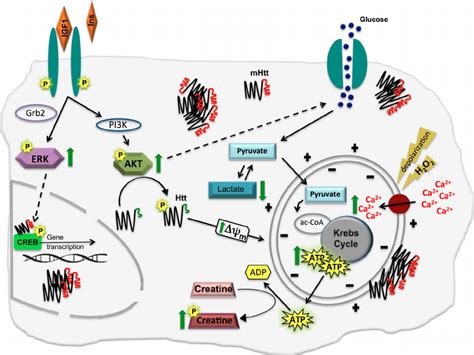 Igf 1aktp Htt Signaling Pathway Promotes Protection Against