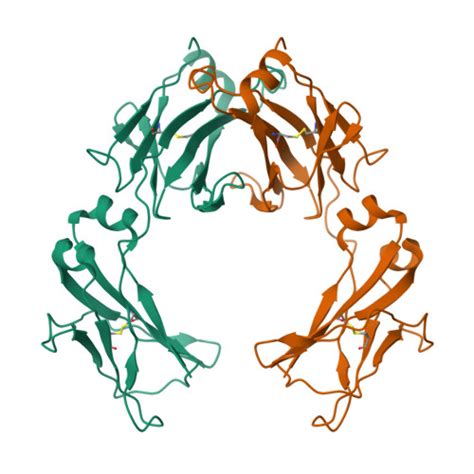 Rcsb Pdb 7qdo Cryo Em Structure Of Human Monomeric Igm Fc