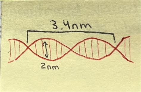 grade 12 ap biology dna discovery and replication flashcards quizlet