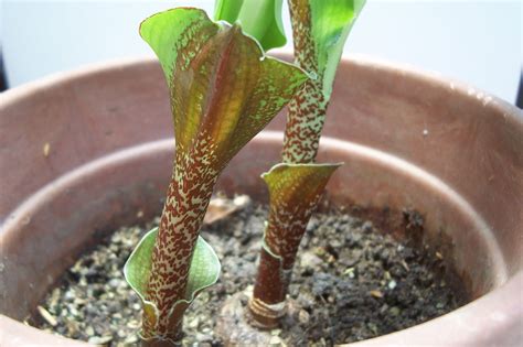 ¿Qué planta es?
