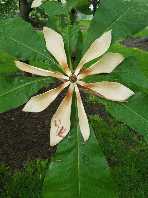Umbrella Tree Magnolia 25 9 1 Linda Hall Library