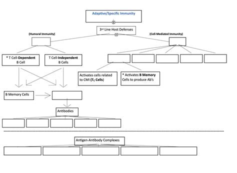 Chapter 17 Adaptive Immunity Diagram Quizlet