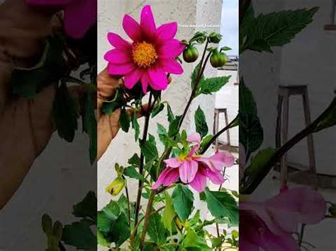 Difference Between Dahlia Plants Grown From Bulbs Seeds Dahlia