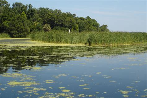 Swamp Pics Learning