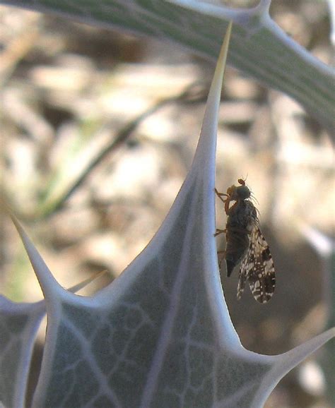 Tephritis Vespertina