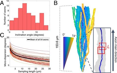 Trajectory Variations Of Large Axons A Histogram Of The Od—the Download Scientific Diagram