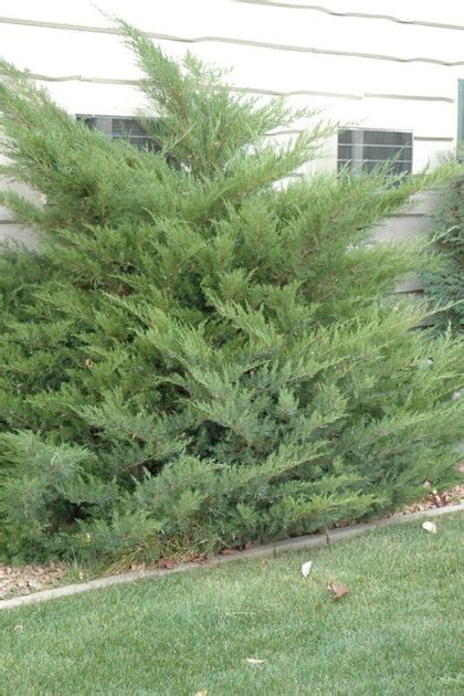 Juniper Mint Julep Chalet