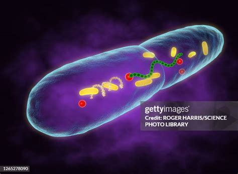 Leprosy Bacteria Structure Leprosy