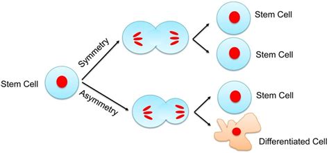 Stem Cell Maintenance By Manipulating Signaling Pathways Past Current And Future Pmc