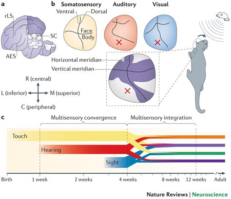 The Organization And Development Of The Multisensory Superior Download Scientific Diagram
