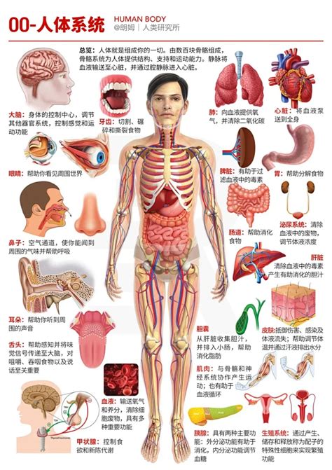 一张图带你看懂人体 大系统如何联动运作 小红书 花瓣网