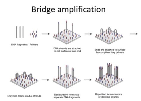 Next Generation Sequencing Flashcards Quizlet