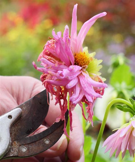 What Is Deadheading And Why Is It So Important For Plants Homes And