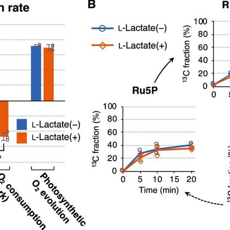 Photosynthetic Activity During L Lactate Utilization Download Scientific Diagram
