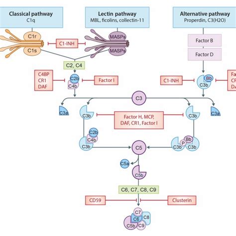 Proposed Model For Complement Activation In Hemodialysis Hd The