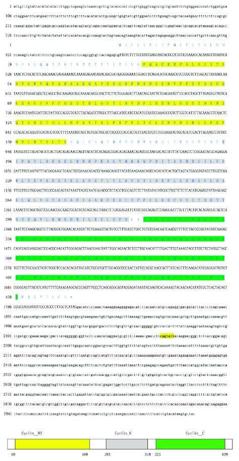 The Complete Cdna Sequence And Deduced Amino Acid Sequence Of Ajca