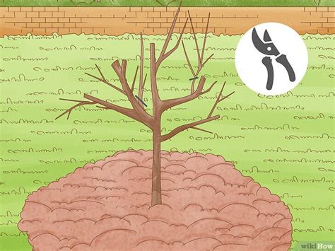 How To Prune A Cherry Tree Heading Scaffolding Pruning