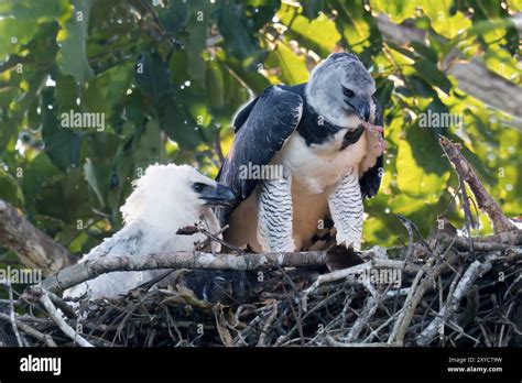 Female Harpy Eagle Harpia Harpyja Feeding Her 4 Month Old Chick With