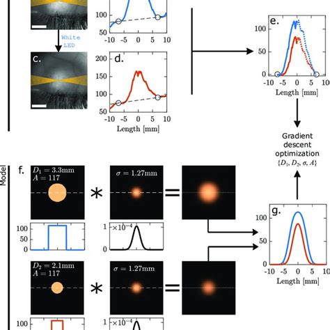 Pupil Diameter Measurement A E Extraction Of Pupil Intensity