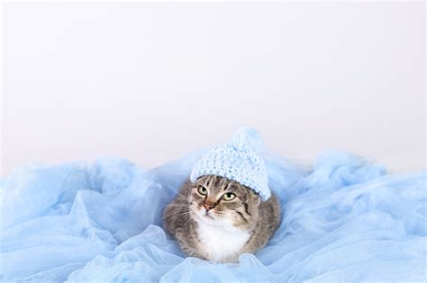 파란 모자를 쓴 고양이가 쉬고 있다 파란색 배경에 새끼 고양이 녹색 눈을 가진 새끼 고양이 0명에 대한 스톡 사진 및 기타 이미지 Istock