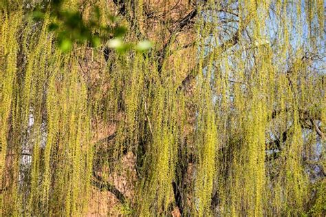 Premium Photo A Tree Canopy With Small Leaves Hanging Down With A Red Building In The Background