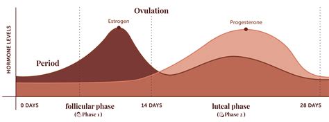 Stages Of The Menstrual Cycle Diagram When One Is To Receive Her