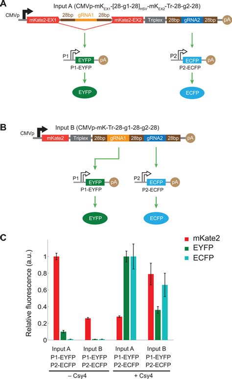 Multiplexed And Programmable Regulation Of Gene Networks With An Integrated Rna And Crispr Cas