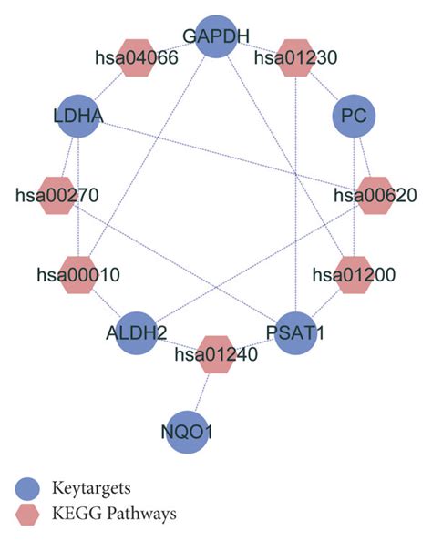 Analysis Results Of The Key Target Function Pathway Regulatory Network